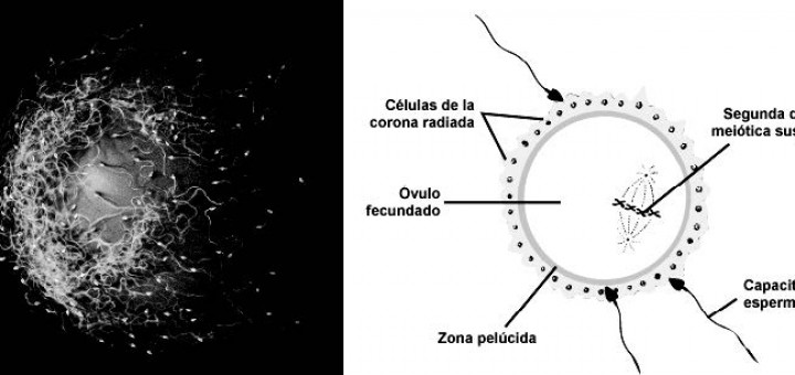 Blog de Biología » Página 43 de 45 » Portal de Biología y Ciencias